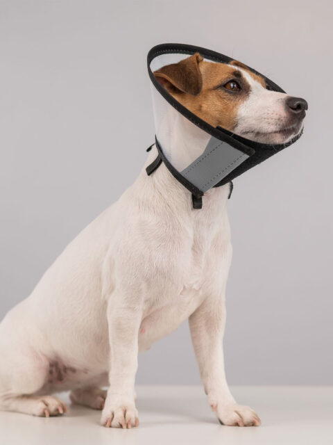 Pet Spay And Neuter In North Augusta, SC | Riverfront Vet