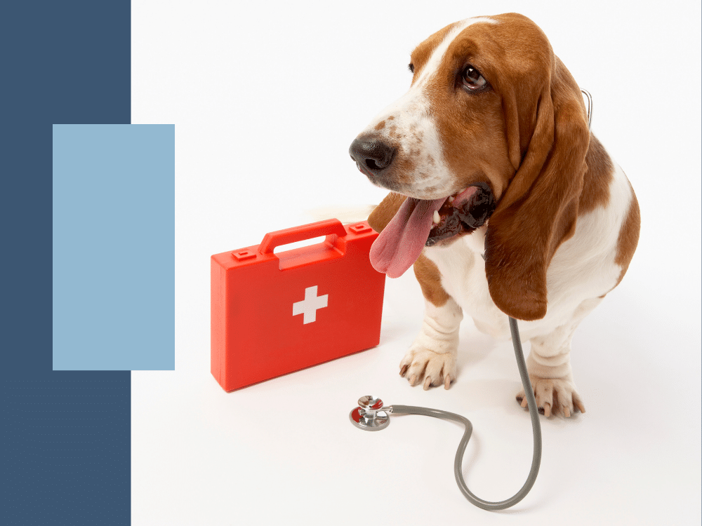 Pet First Aid Tips Every Pet Parent Should Know | Riverfront Vet