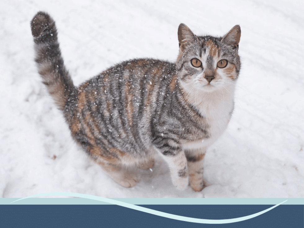 How Cold Is Too Cold For Pets? Winter Safety Tips For Dogs And Cats In ...